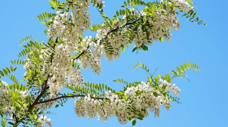 Ce se poate altoi in salcam