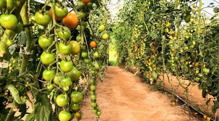 Cand se planteaza semintele de rosii pentru rasad