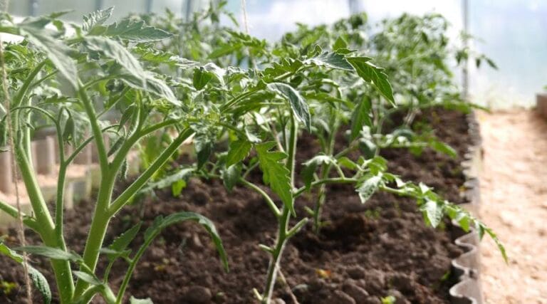 Cand se planteaza semintele de rosii pentru rasad