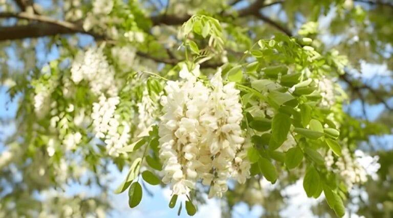 Flori de salcam - Minunatele Arome din Copilarie